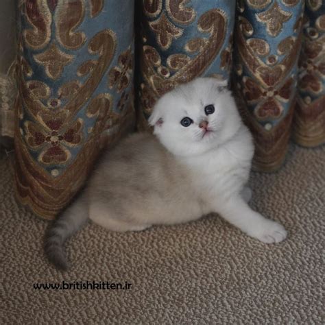 بچه گربه اسکاتیش فولد ماده سیلور دو ماهه بریتیش کیتن