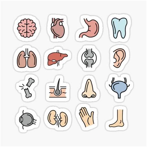 Super Cute Human Anatomy Medical Inspired Nurse Sticker Anatomical