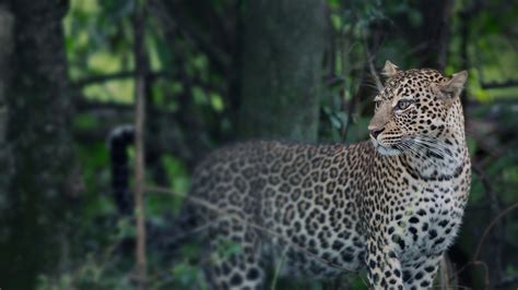 Types Of Leopards List
