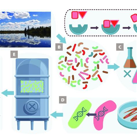 Path From Enzyme Discovery To Production A To Discover A New Enzyme