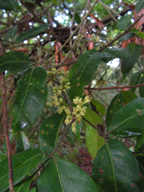 Protium Heptaphyllum Amescla Burseraceae Protium Heptap… Flickr