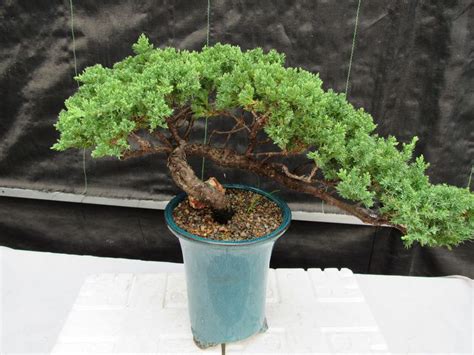 26 Year Old Semi Cascade Juniper Bonsai Tree
