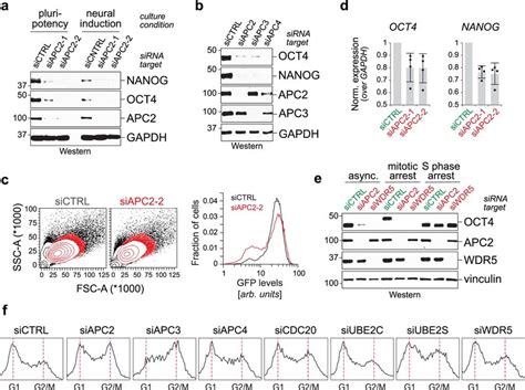 Characterization Of Apcc And The Role Of Usp44 In Pluripotency A