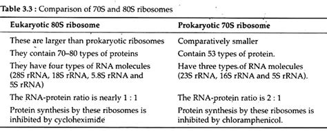 Ribosome Meaning Types And Structure
