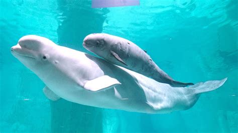 🐋 Las Madres Beluga Enseñan A Sus Crías Un ‘nombre De Familia Youtube
