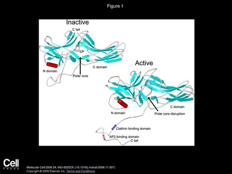 Robert J Lefkowitz Keshava Rajagopal Erin J Whalen Molecular Cell