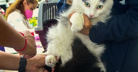 En Nayarit Mujer Contrae Rabia Luego De Ser Mordida Por Su Gato