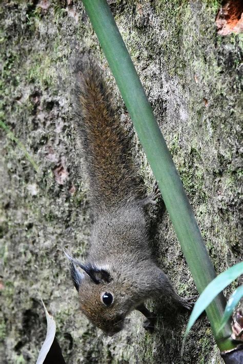 Tufted Pygmy Squirrel James Flickr