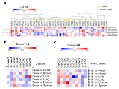 Decoding Codon Bias The Role Of Trna Modifications In Tissue Specific Translation