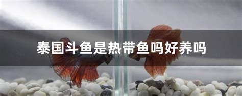 泰国斗鱼是热带鱼吗好养吗 鱼百科