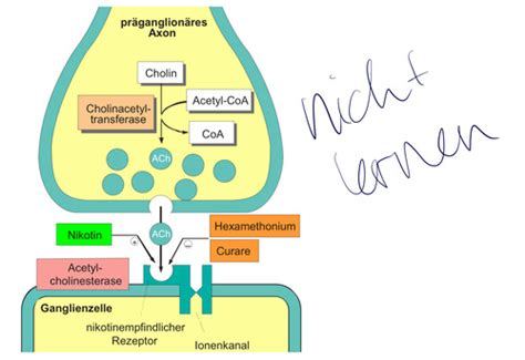 Neuro Physio Karteikarten Quizlet