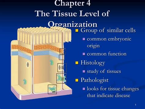 Ppt Chapter 4 The Tissue Level Of Organization Powerpoint