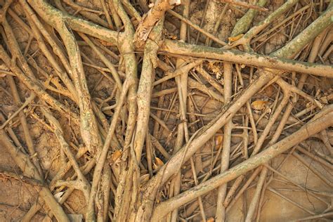 The Background Of Intertwined Tree Roots On The Wall 17697743 Stock