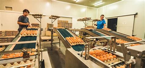 Ferme De Gaini Ouatoare Si Pui De Carne Haditon