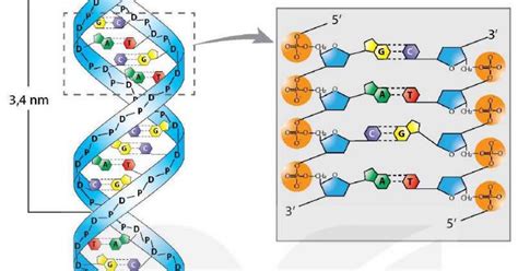 DNA và cơ chế tái bản DNA