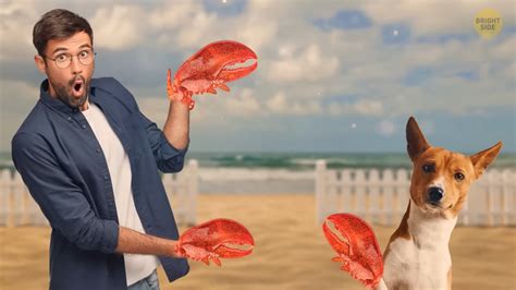 Why Evolution Turns Everything Into Crabs Bright Side