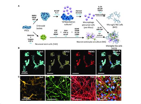 Approaches Employed To Differentiate Human Ipsc Towards Download
