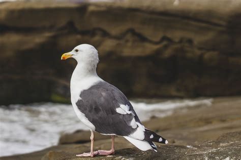 9 Reasons Why La Jolla San Diego Is A Great Place To Live In 2024 2025