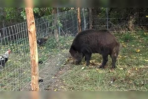 马儿不小心触碰到电网从此却一发不可收拾主人快被气哭了 电网 主人