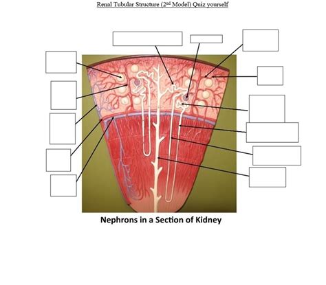 Ex 40and41 Renal Tubular Structure 2nd Model Diagram Quizlet