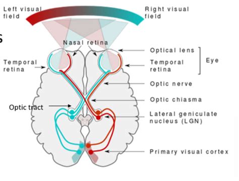 Lec 4 Visual Cortex Flashcards Quizlet