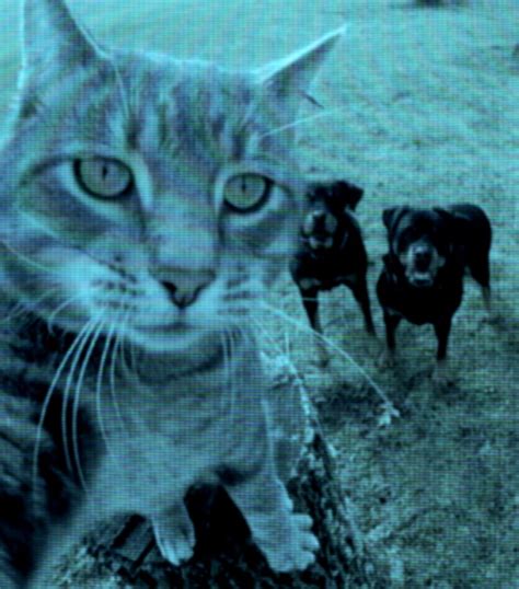 мем про кота и собак Собаки Мемы про собак Смешные животные