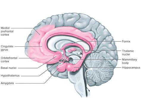 Lymbic System Randkerfi Quiz