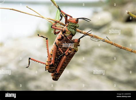 Milkweed Locusts Phymateus Morbillosus Mating In A Tree Milkweed