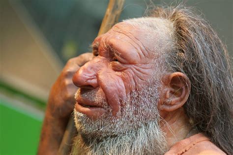 Neanderthal Dna In Humans
