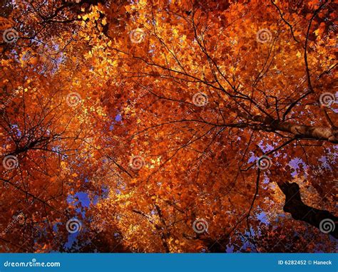 Autumn Treetops Stock Photo Image Of Gold Stick Treetop 6282452