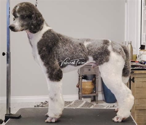 Can You Show Parti Poodles