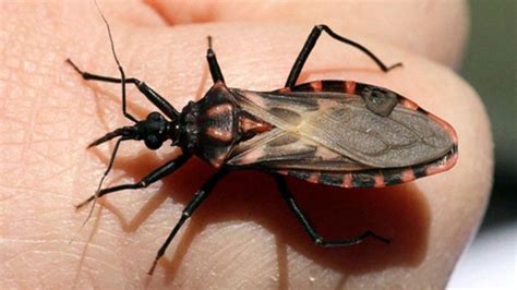 Chagas Al detectarse a tiempo los bebés pueden tener tratamiento