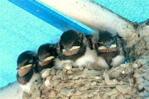 ツバメの雛・・・巣も4羽のヒナで窮屈そう。 気ままな生活 楽天ブログ