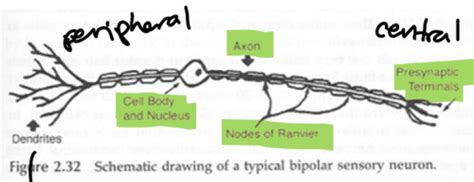 Anatomy Of The Auditory Nerve Flashcards Quizlet