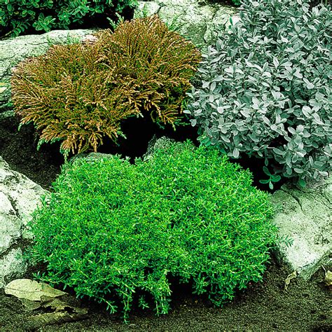 Shop Hebe Emerald Gem Dutch Bulbs