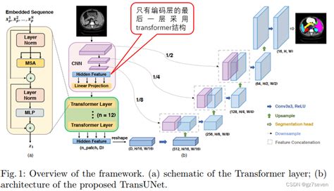 图像分割unet系列 Transunet详解 Csdn博客