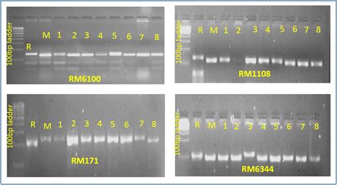 Screening Of Polymorphic Rf Locus Specific Ssr Markers Rm6100 A