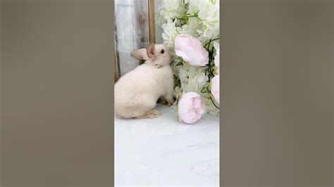 Крольчонок минилоп декоративныйкроликминикролик Youtube