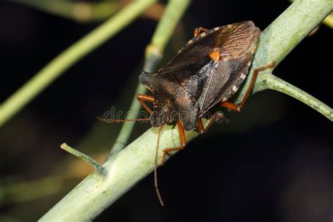 Red Legged Shieldbug Aka Forest Bug Pentatoma Rufipes Stock Image