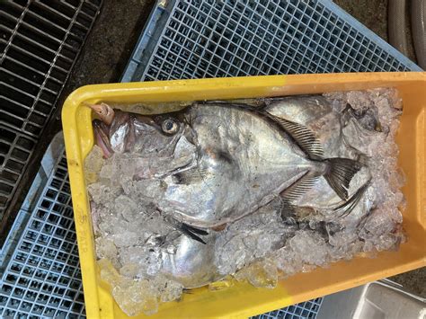 耳石5 魚食普及推進センター一般社団法人 大日本水産会