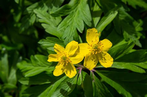 Anemone Ranunculoides 노란색 말미잘 노란 나무 말미잘이나 버터 컵 말미잘 0명에 대한 스톡 사진 및 기타