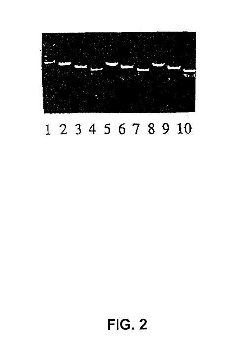 Recombinant Parainfluenza Virus Expression System And Vaccines Eureka