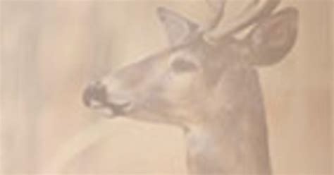 Landowners In Cwd Project Area Authorized To Harvest Additional Deer