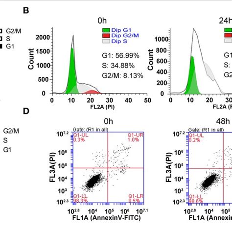 The Highly Synchronized Cells In S Phase Were Induced By Thymidine