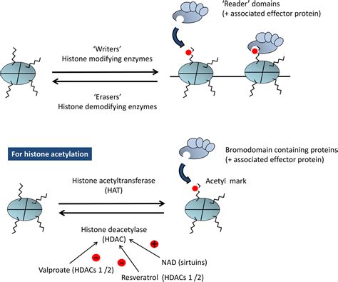 CHAPTER 1 Epigenetics What It Is And Why It Matters RSC Publishing