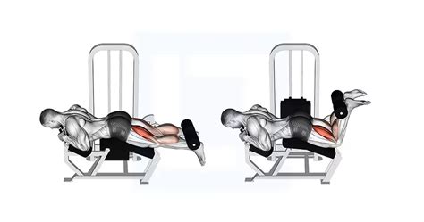 Lying Leg Curl Exercises The Ultimate Guide In 2025 Lying Leg Curls Leg Curl Leg Curl Machine