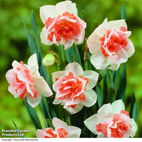 Daffodil Replete Improved