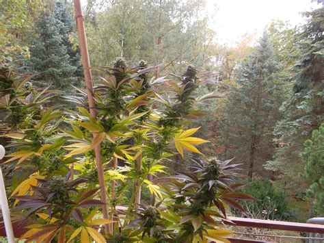 Strain Gallery Jamaican Pearl Sensi Seeds PIC 26121973350758272 By