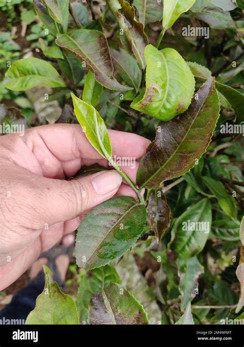 Ornamental Plants Of Assam At Tyler Curr Blog