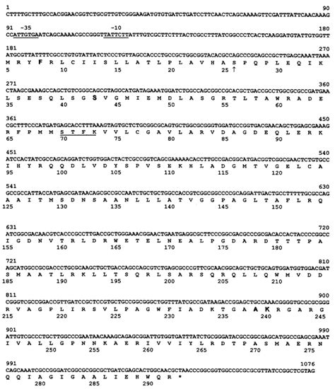 Nucleotide Sequence And Predicted Amino Acid Sequence Of The Download Scientific Diagram